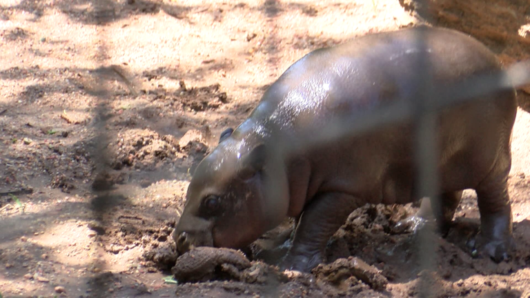 Tanganyika’s new baby pygmy hippo makes exhibit debut