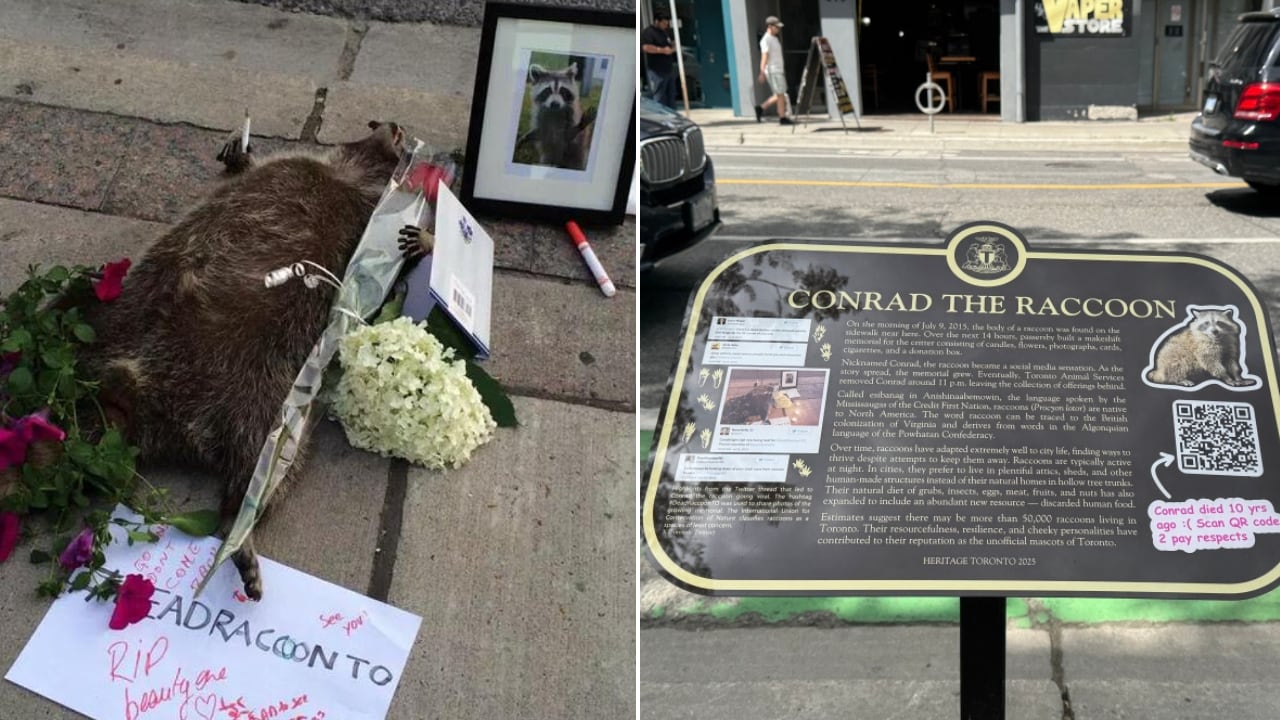 Famous dead Toronto raccoon honoured with permanent memorial