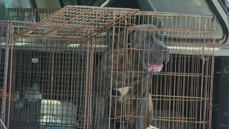 All Cane Corsos removed from Campbell Street, can be returned to owners ...