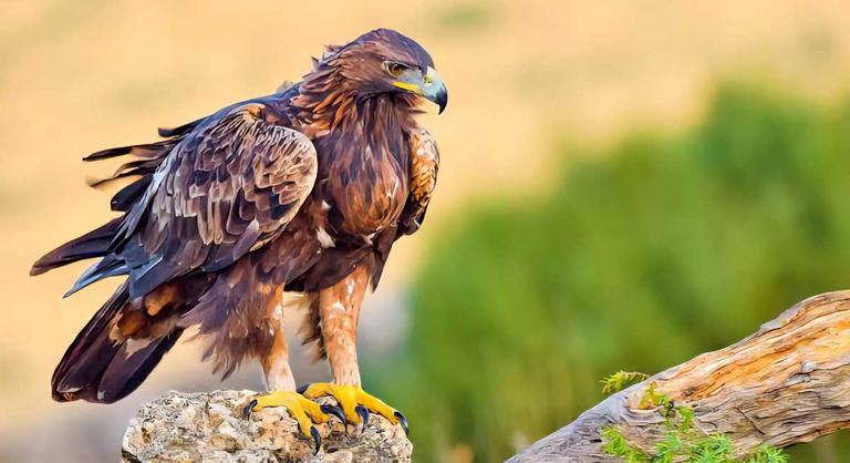 11 of the Most Incredible Eagle Species