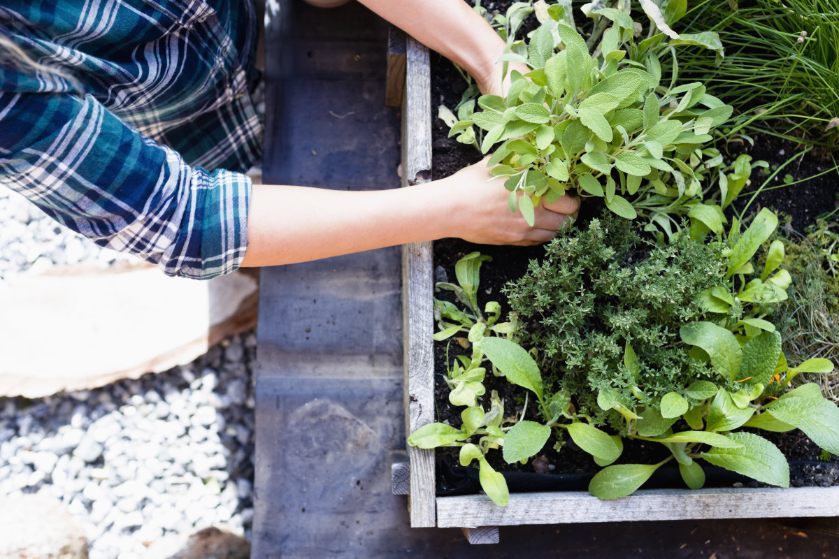 Gardener Shows How to Preserve Fresh Herbs So You Can Use Them All Year ...