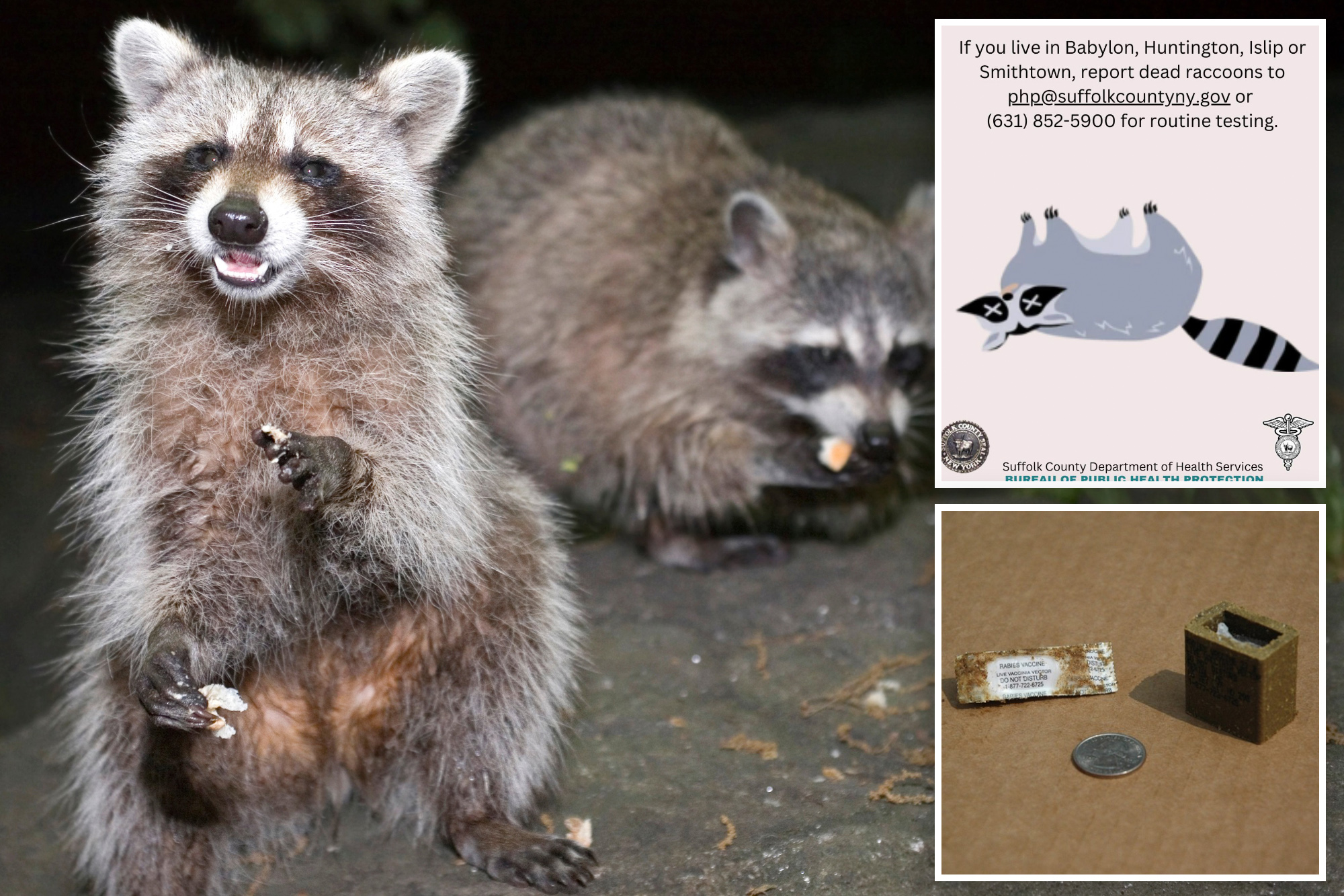 Rabies now an ‘imminent public health threat’ on Long Island, health ...
