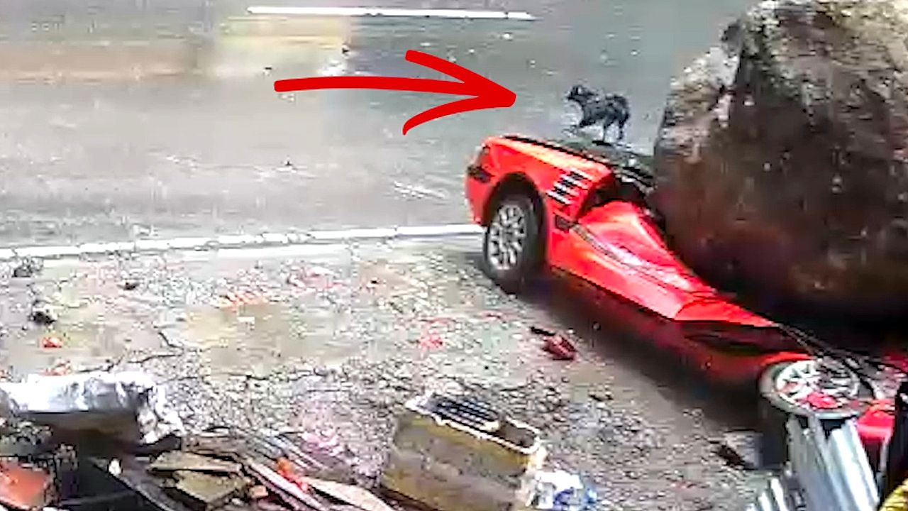 Pet dog miraculously survives after 30-ton boulder crashes onto family ...