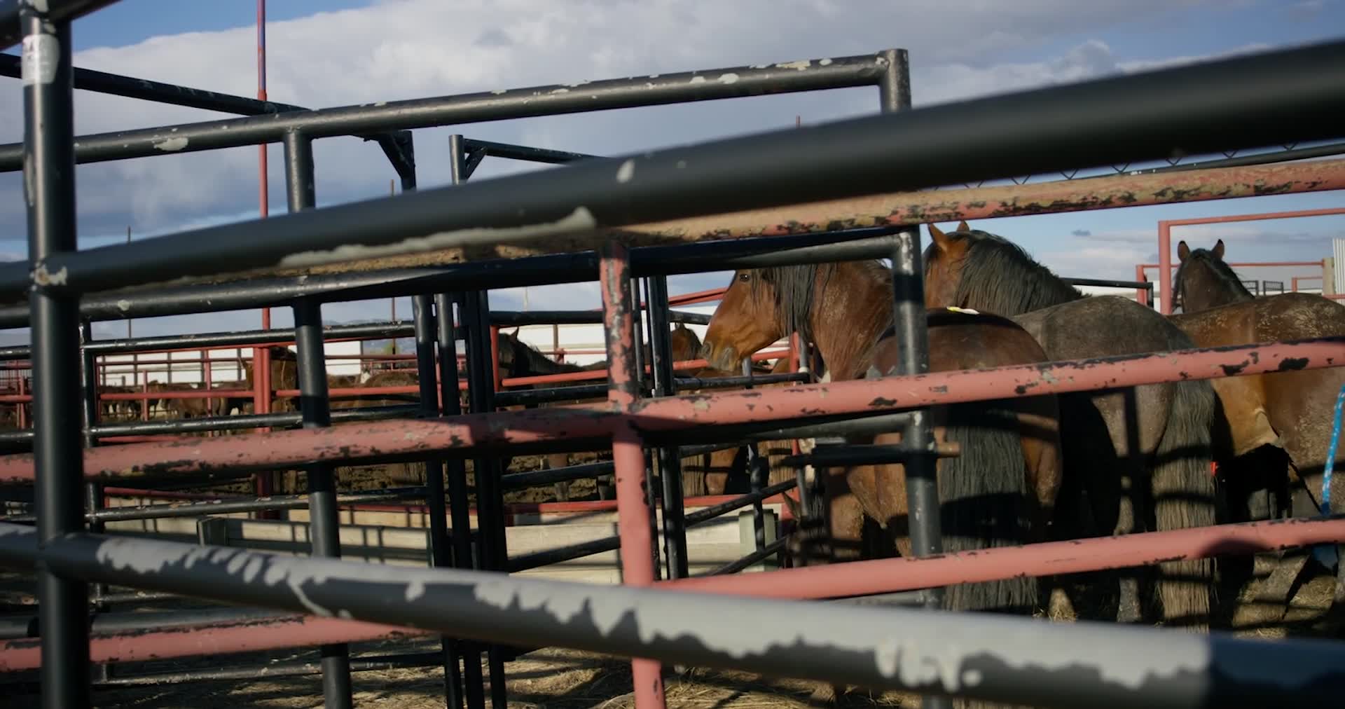 Blue Zeus: Official Trailer