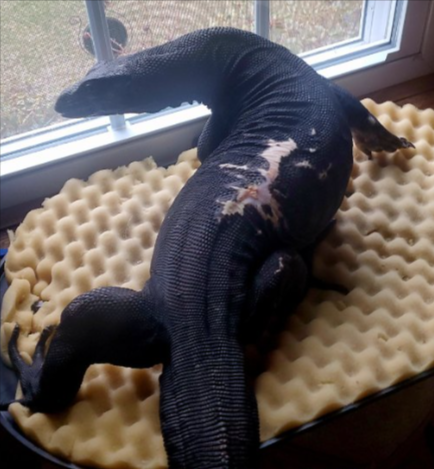 Escaped water monitor lizard crosses state line; reportedly sighted in ...