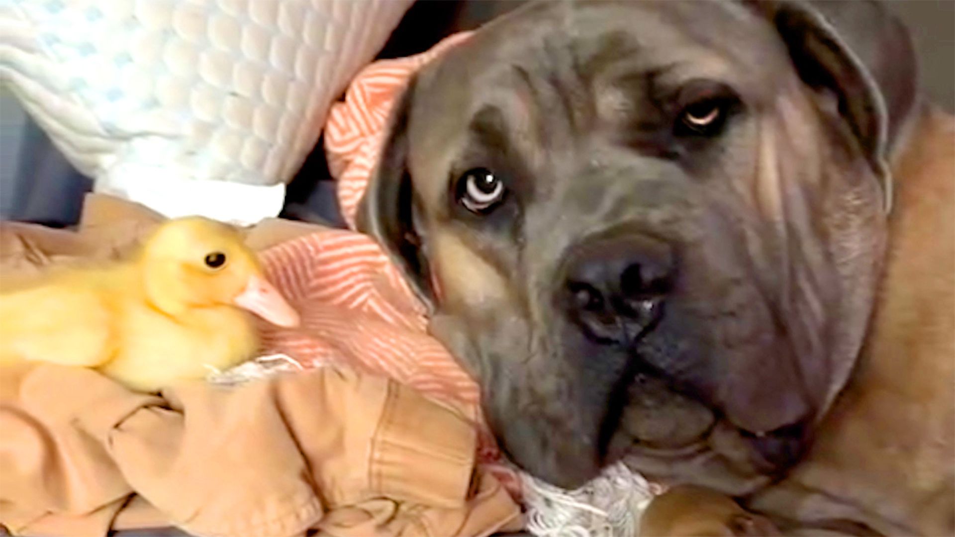 110 Pound "Aggressive" Dog Becomes A Duckling Dad