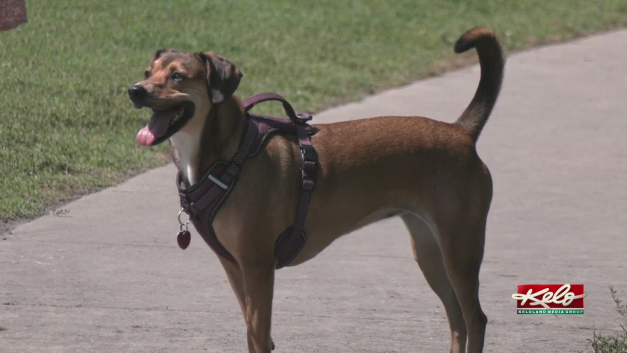 Keeping furry friends safe from heat