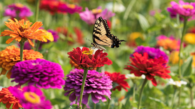 Plant One Beautiful Flower With Zinnias To Make Your Garden A Butterfly ...