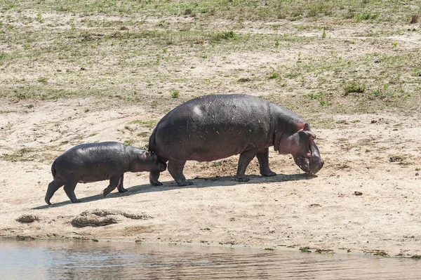 15 destinations to see pygmy hippos