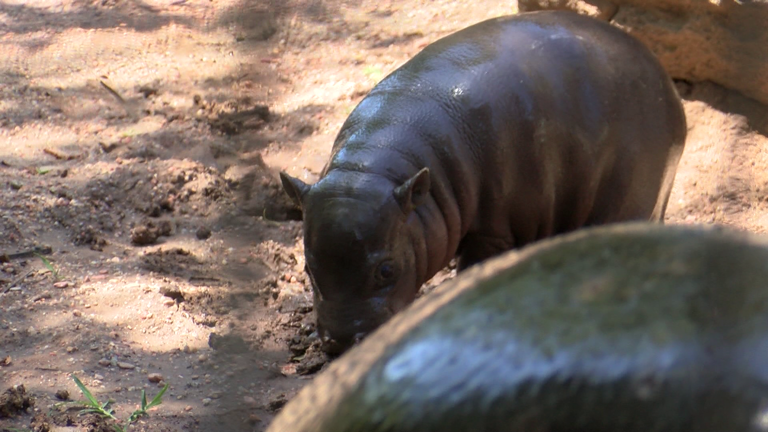 Tanganyika’s new baby pygmy hippo makes exhibit debut