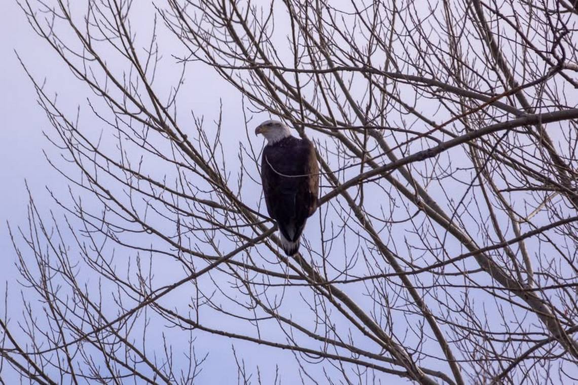 Baby bald eagle crashed into power lines and injured wing in CO. ‘There's hope'