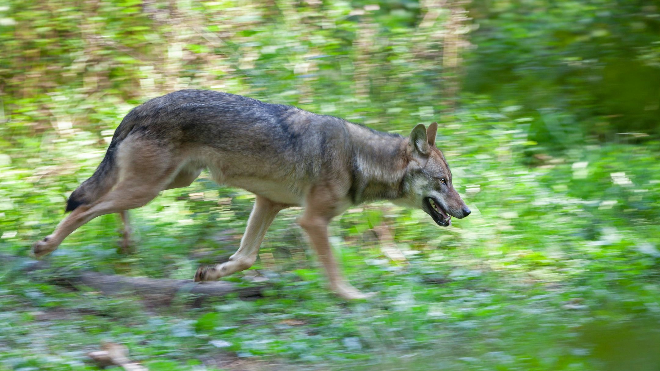 Landesregierung gibt zwei Wölfe zum Abschuss frei