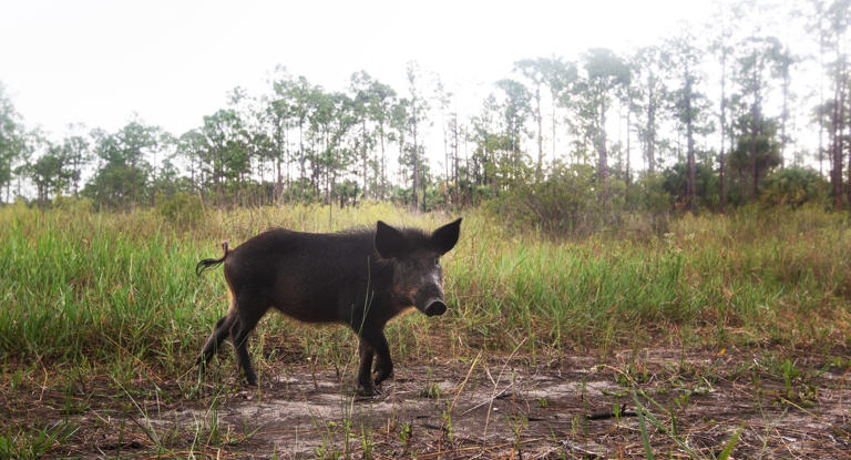 Wild pigs are costing Georgia farmers $100,000 every year. Here's why.