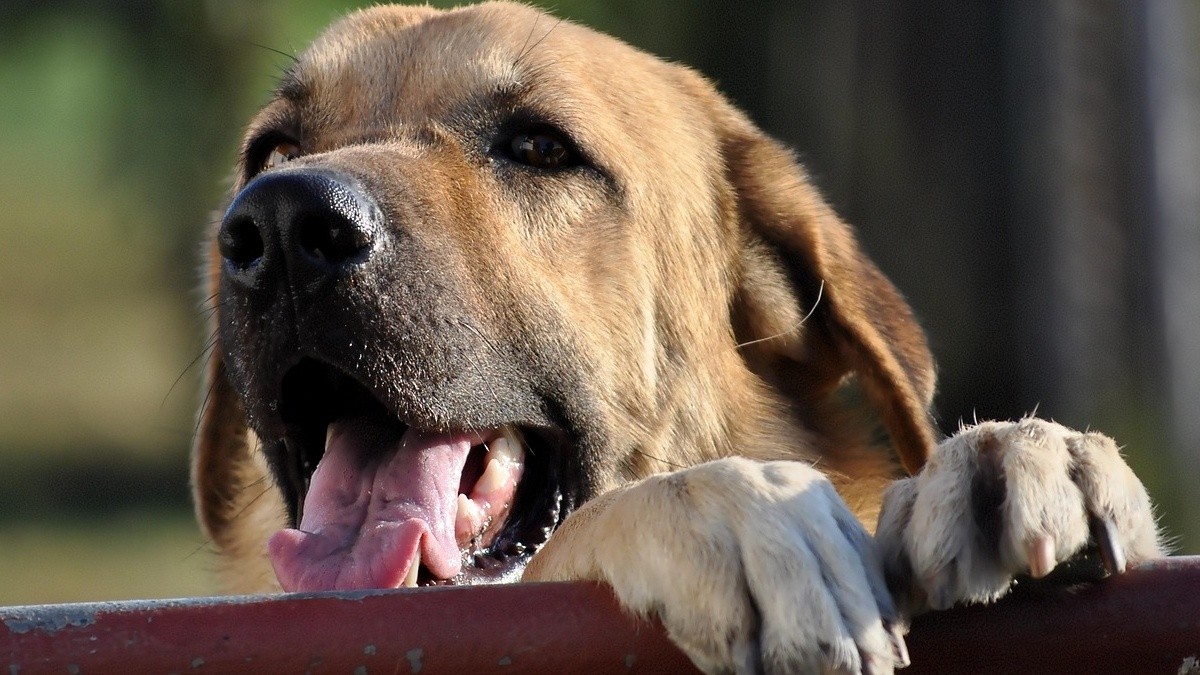 Silent signs that it's time to let go of a sick dog