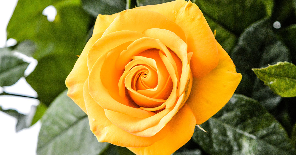 10 Reasons Why You Need To Deadhead Your Rose Bushes