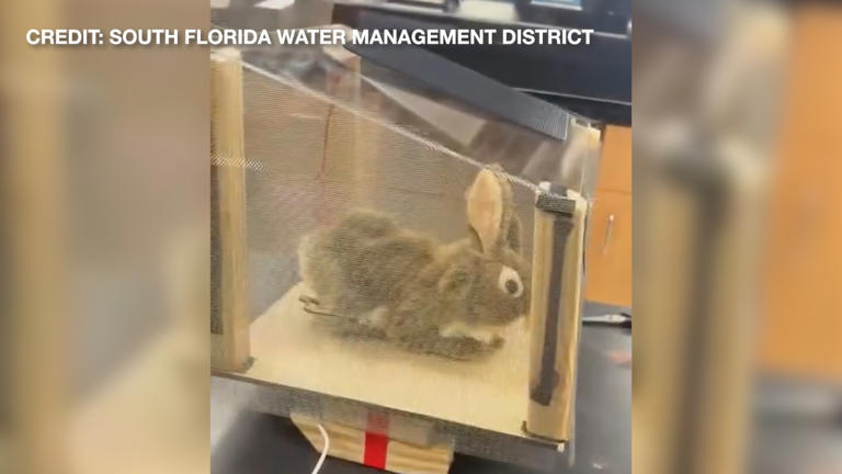 Scientists use robotic bunnies to help catch invasive pythons in Florida