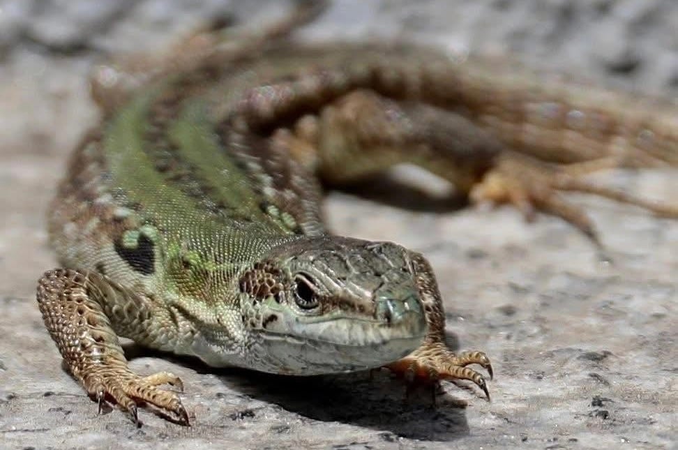 Long Island’s wall lizard population is booming, and spreading east