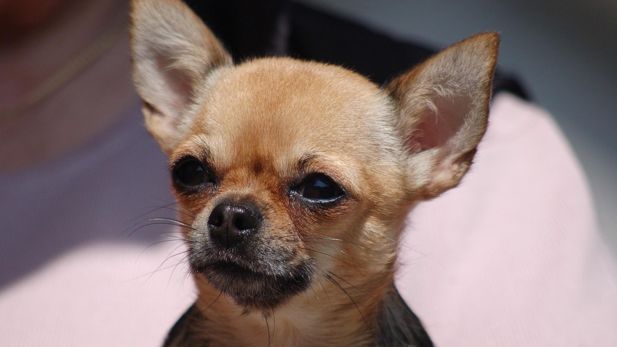 Silent signs that it's time to let go of a sick dog