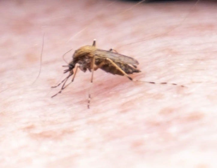 3 Michigan cities are among Orkin's mosquito hotspots. What to know