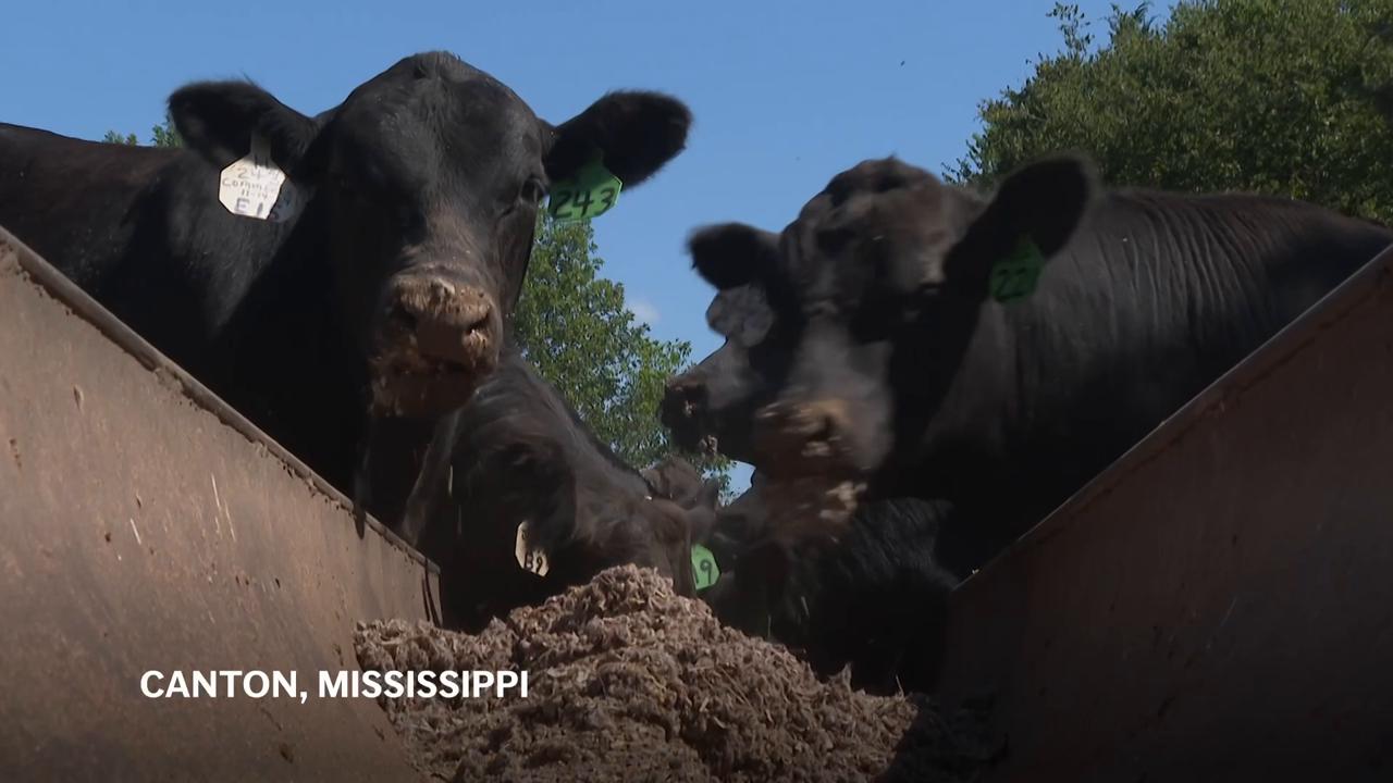 Mississippi cattle farmers explain why beef prices are rising