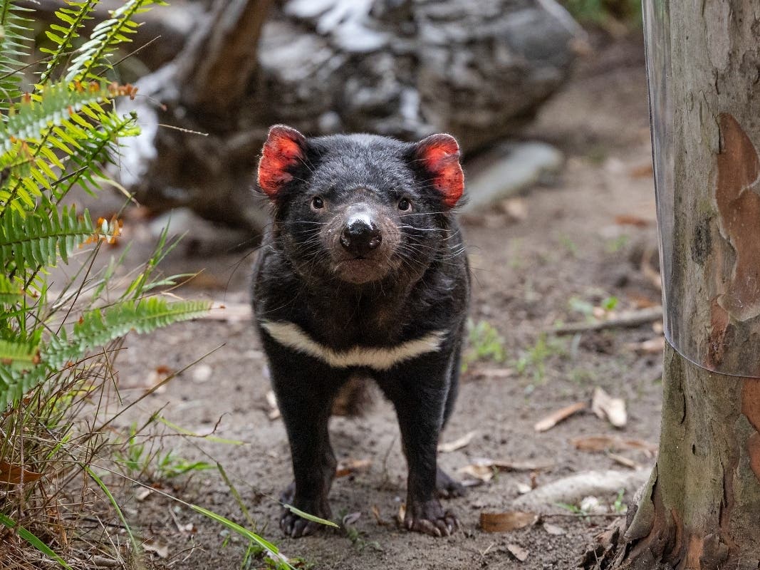 Tasmanian Devils Find New Home At San Diego Zoo