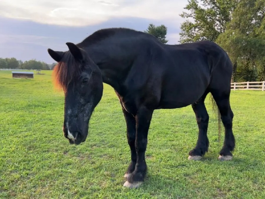 New Castle County PD announces passing of retired mounted patrol horse
