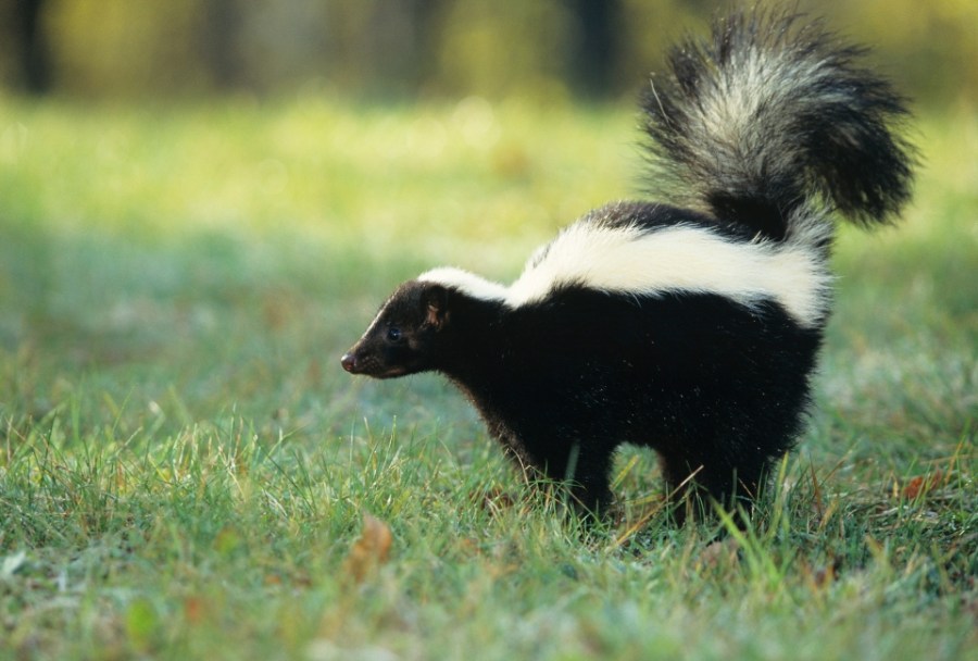 Skunk tests positive for rabies in Harrodsburg