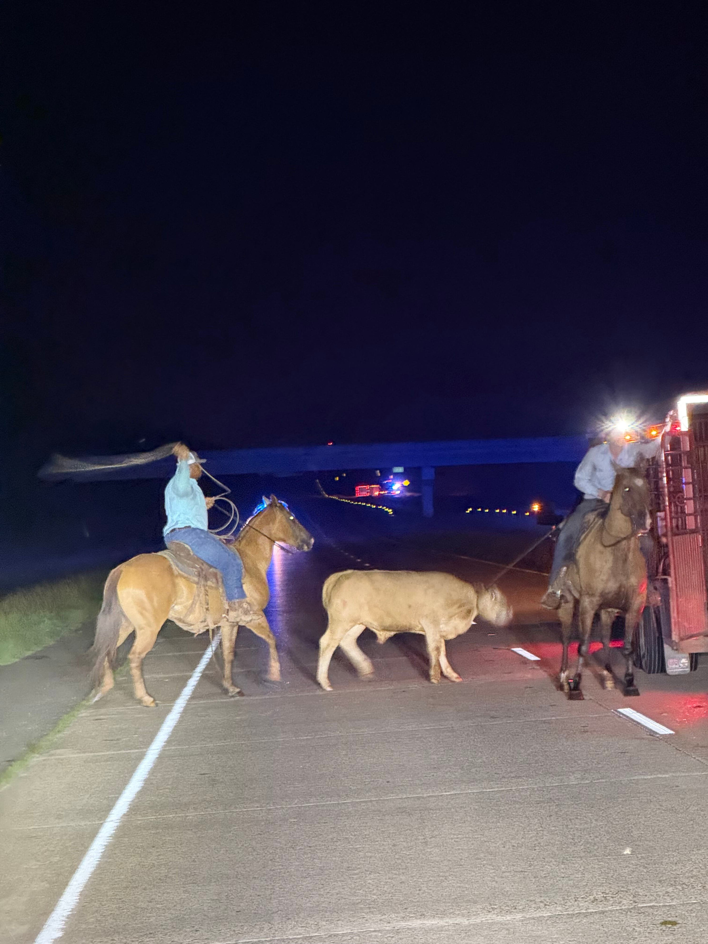 Overturned cattle truck causes closure on I-49; around 70-80 cows spilled
