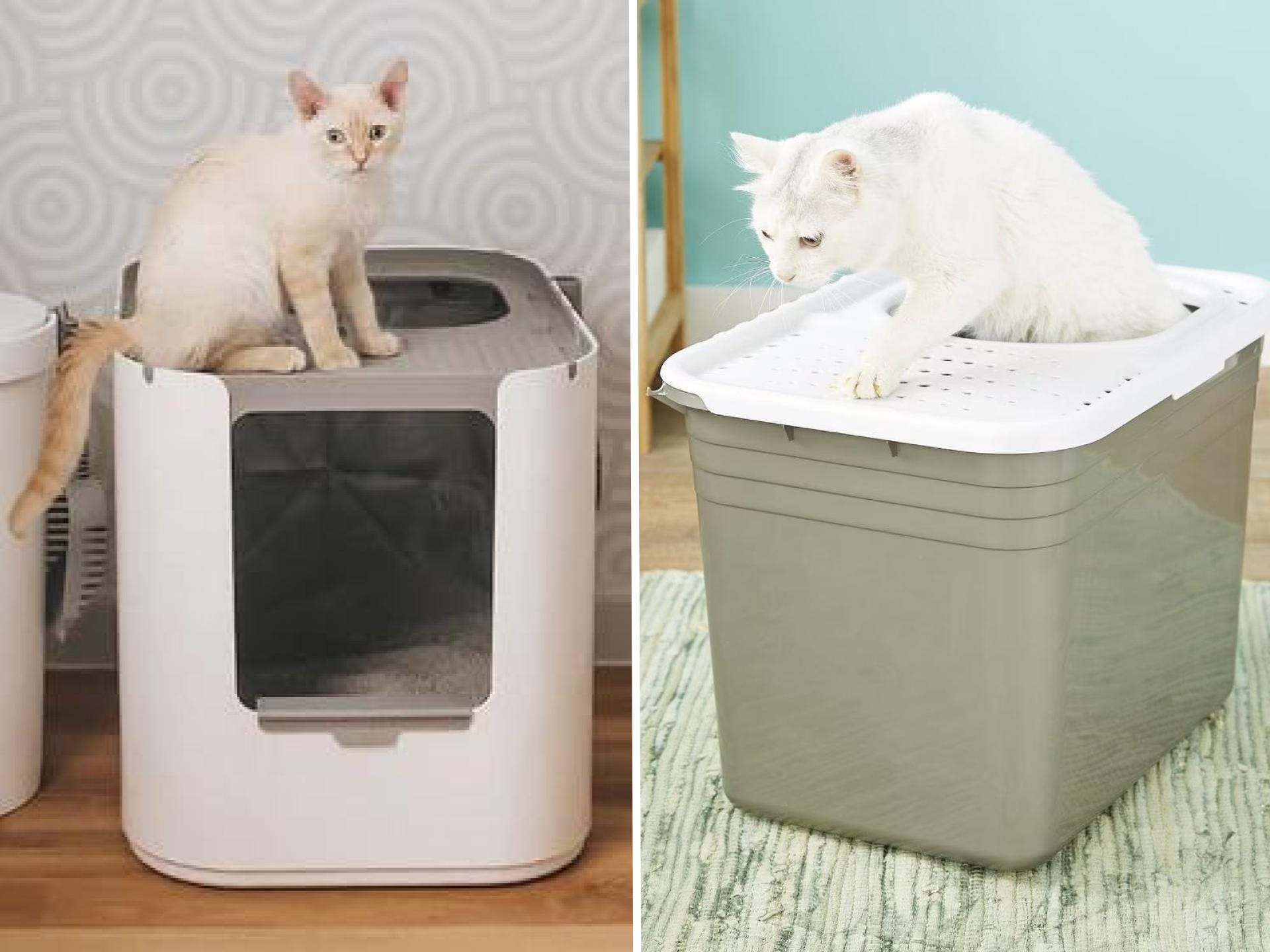 The 4 best top-entry litter boxes of 2025