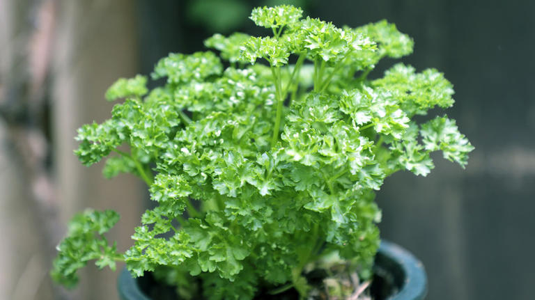 The Secret To Growing Perfect Parsley