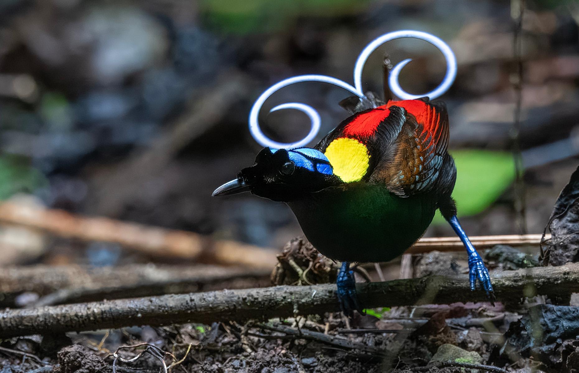 Conoce las 31 aves más bellas del mundo: Estas impresionantes fotos te ...