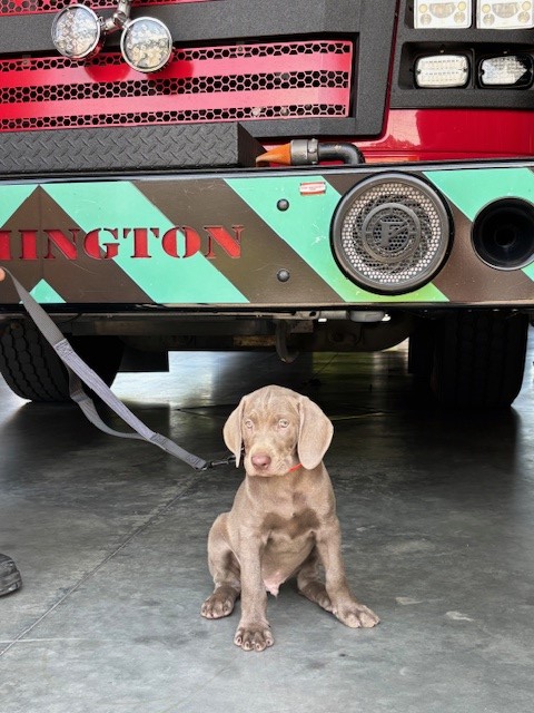 New therapy dog ‘Ash’ joins Washington Fire-Rescue-EMS team