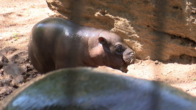Tanganyika’s new baby pygmy hippo makes exhibit debut