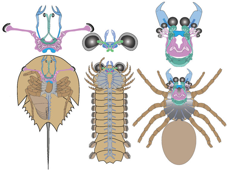 'Backward' brain of ancient sea creature hints spider ancestors evolved ...