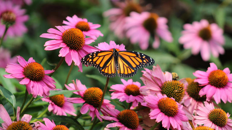 Plant One Beautiful Flower With Zinnias To Make Your Garden A Butterfly ...