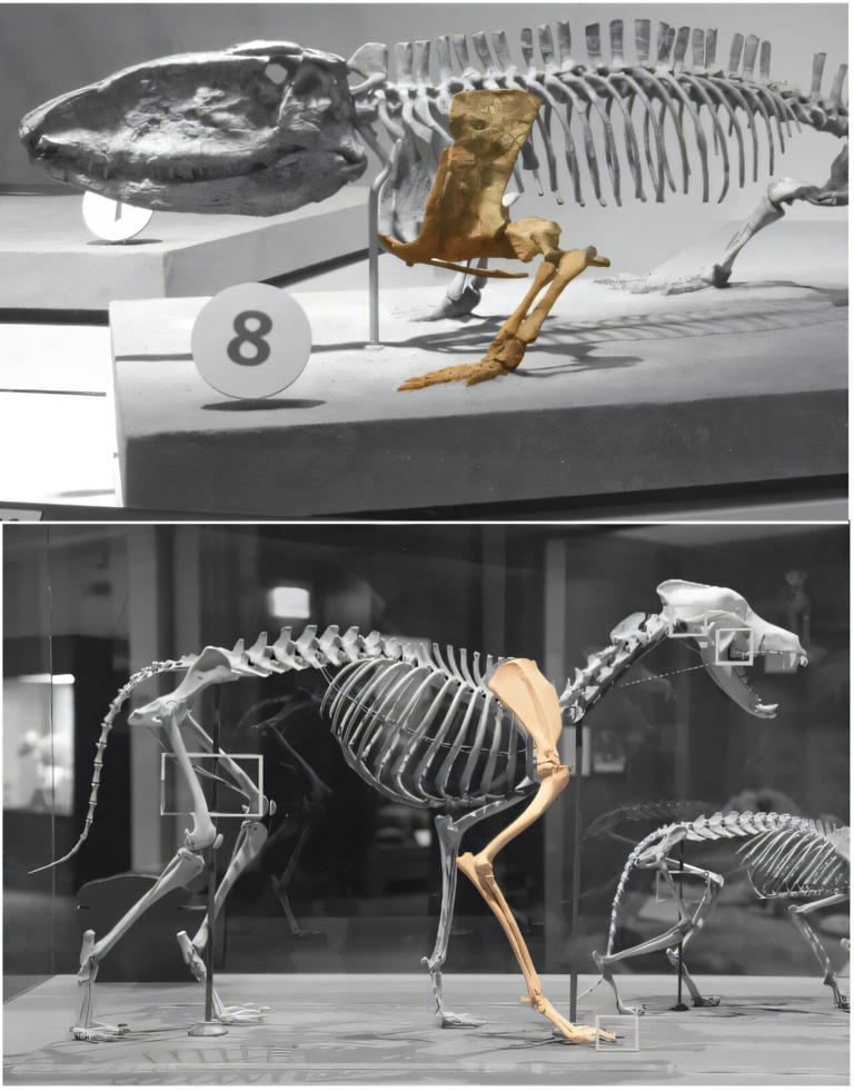 The surprisingly complex story of how mammals stand and move today