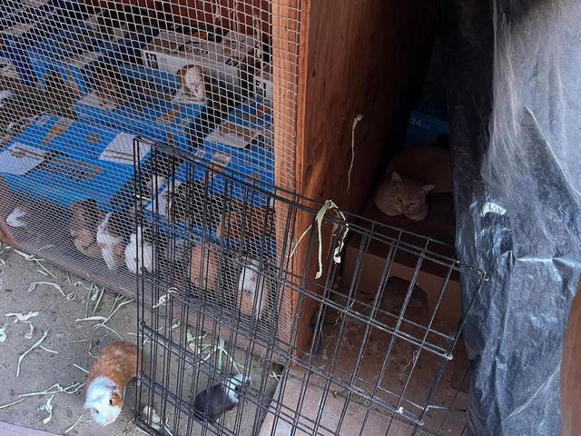 Over 400 Guinea Pigs, Including 'Countless Pregnant' Rodents and ...