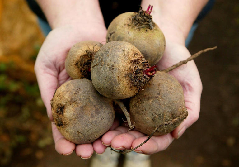 The vegetable that can lower blood pressure in a matter of days