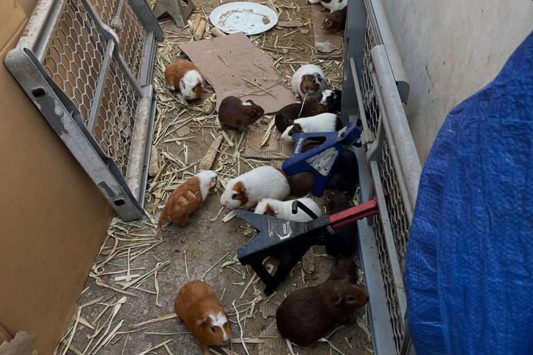 Over 400 Guinea Pigs, Including 'Countless Pregnant' Rodents and ...