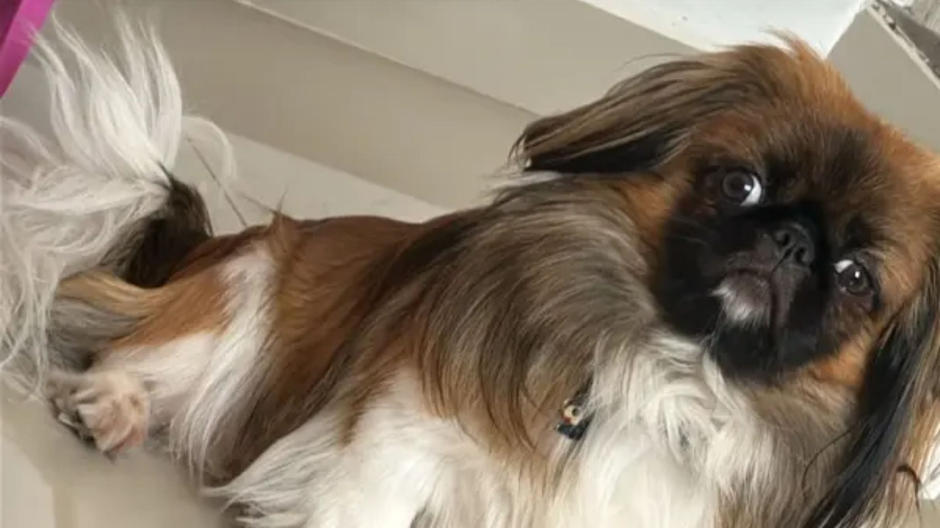 “Murió asfixiado”: La tragedia de Maxi, el perro que no debió viajar en ...