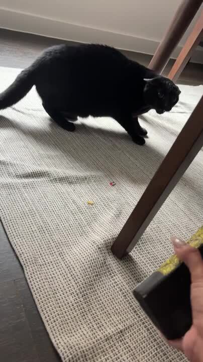 Cat Gets Spooked by New Cat Statue and Runs Away