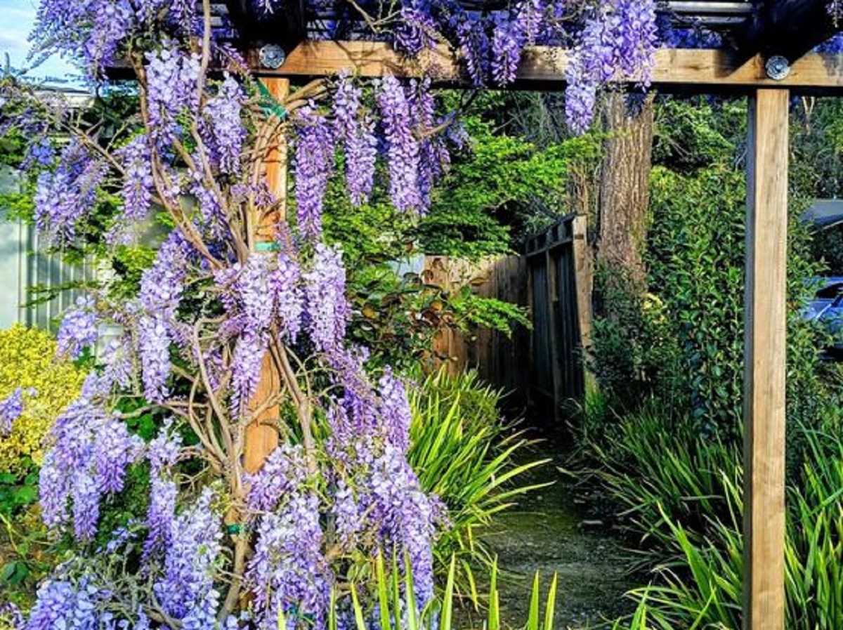 Enredaderas con flores todo el año: Guía de variedades y cuidados completos