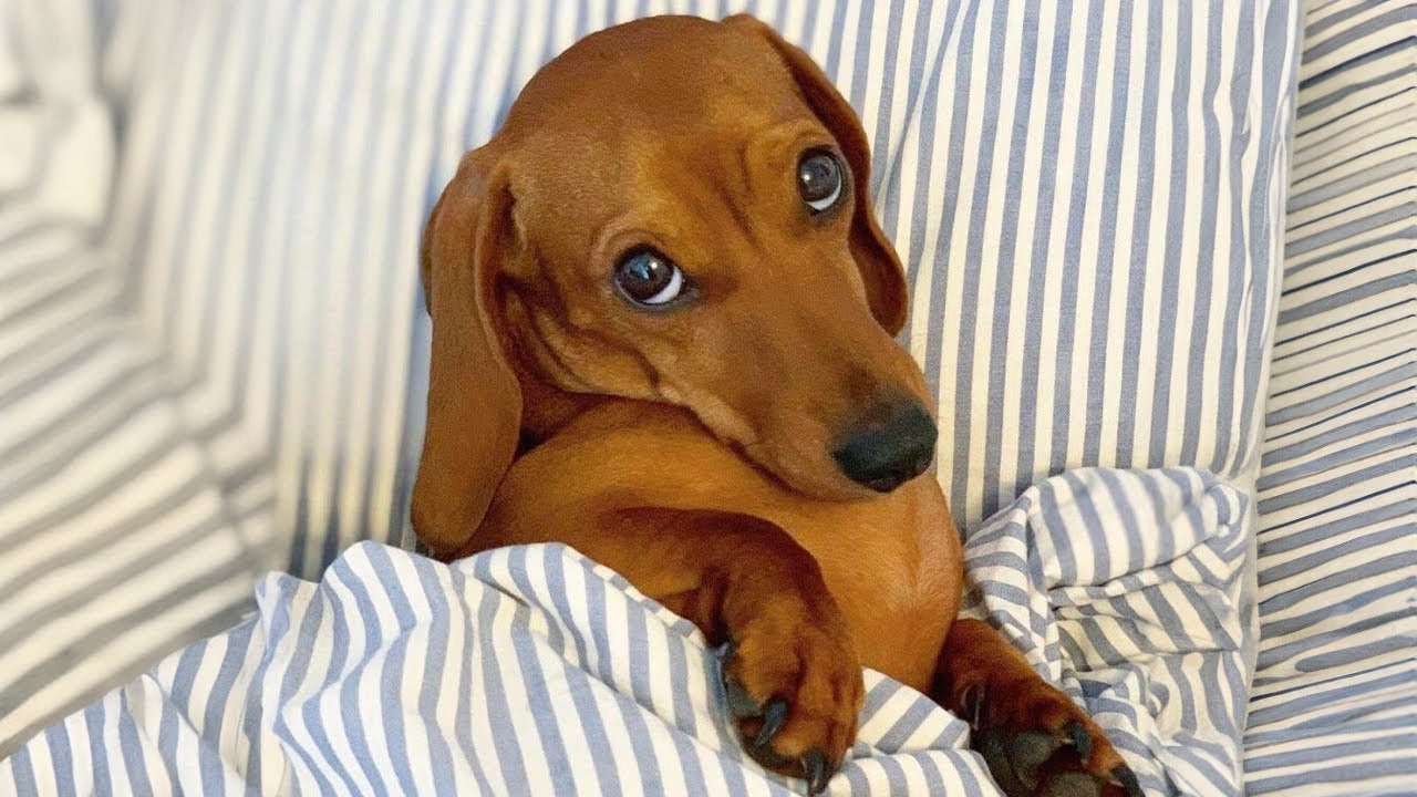 The funny mysteries of pets we just can’t quite understand