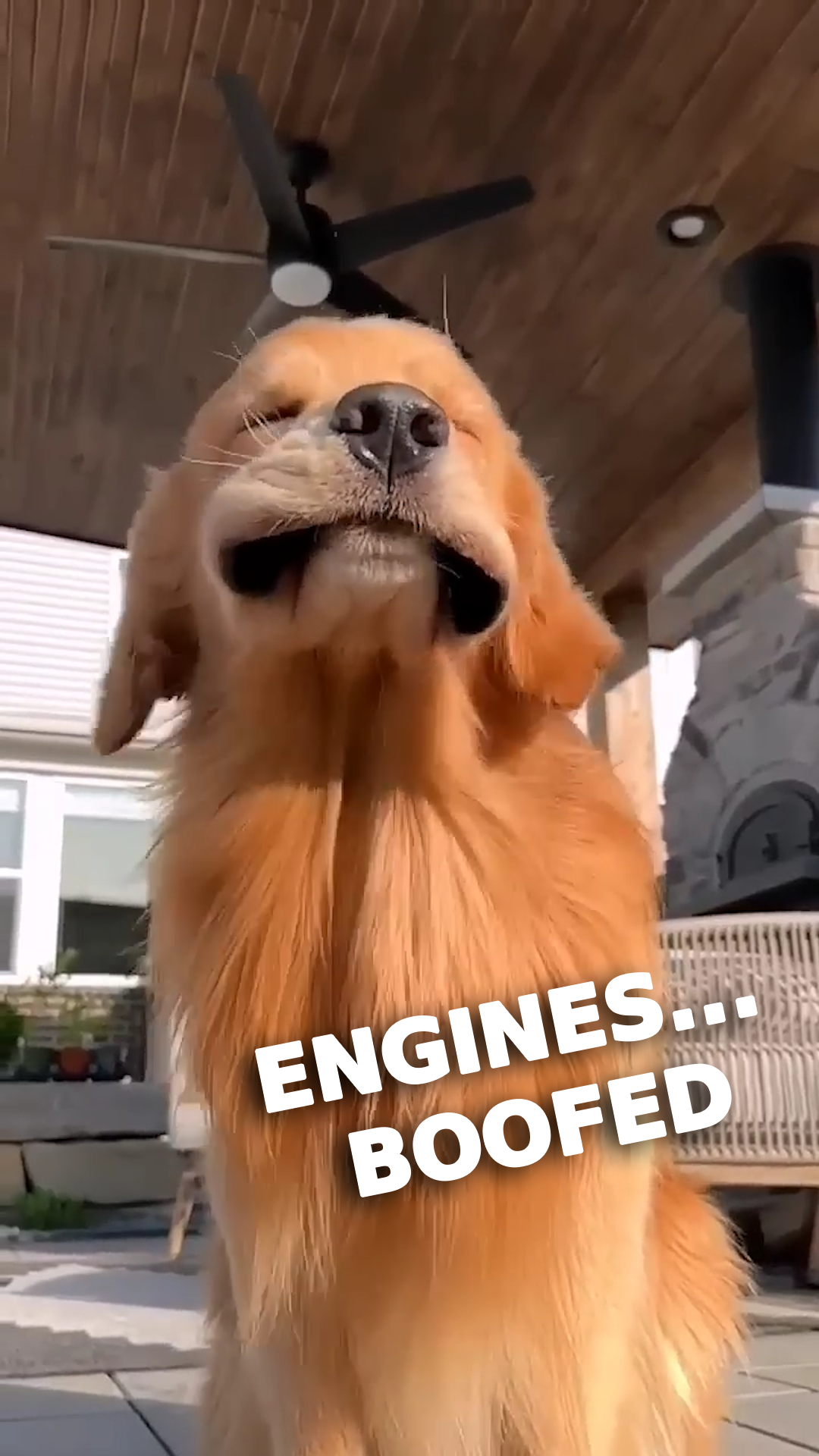 Golden Retriever Prepares for Takeoff in the Silliest Way