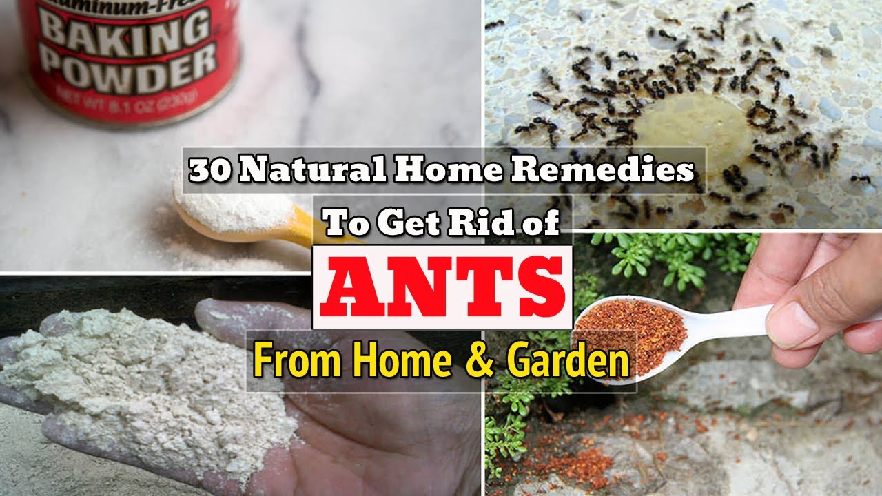 30 Natural Home Remedies To Get Rid of Ants From Home & Garden