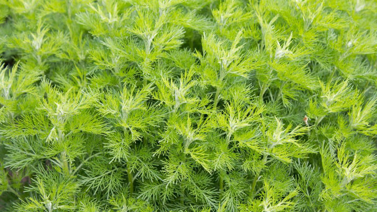5 tick-repellent ground covers – a natural solution that’s fragrant and ...