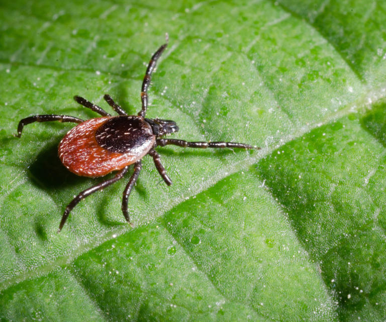 5 tick-repellent ground covers – a natural solution that’s fragrant and ...