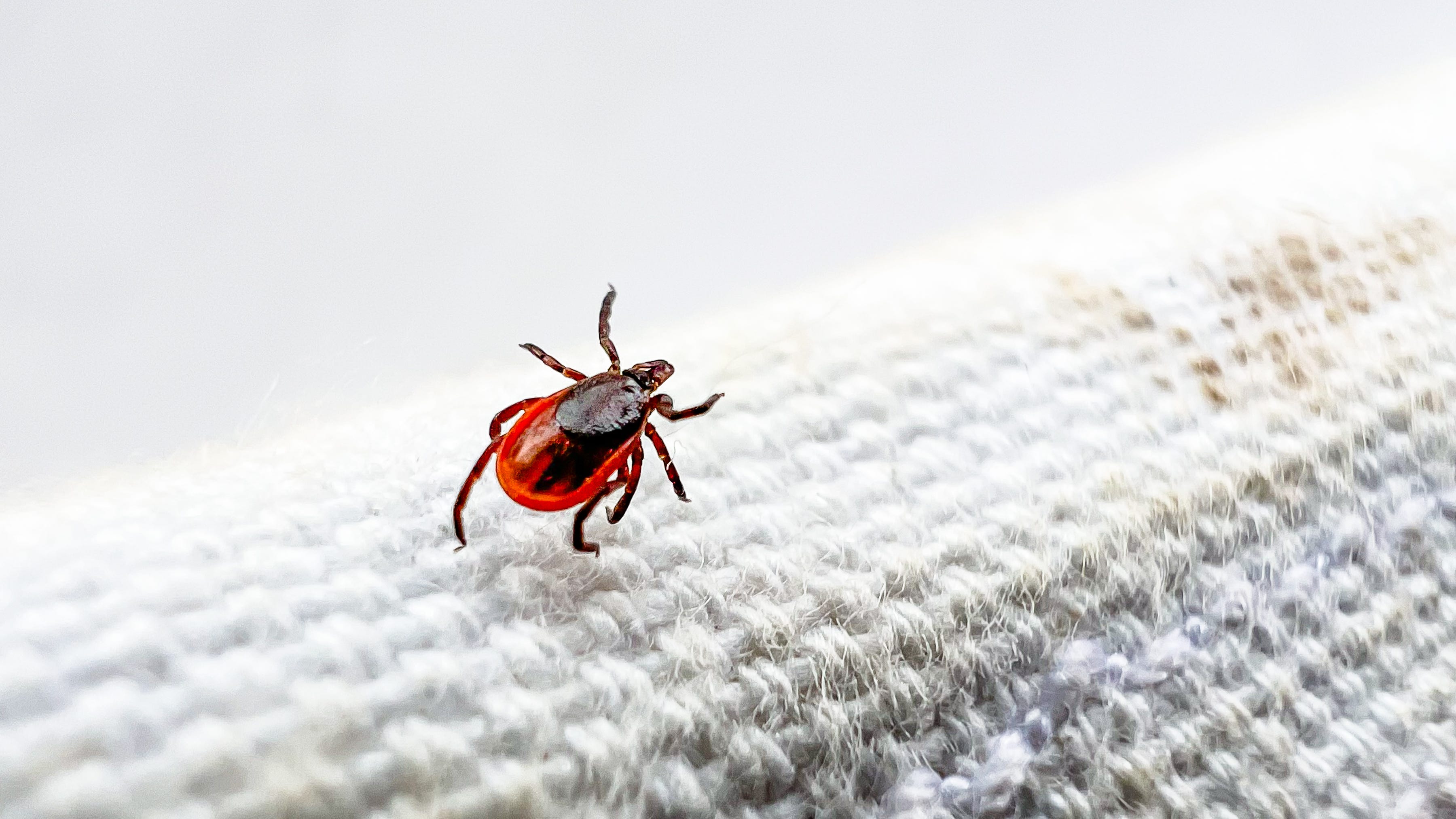 Have doubts about climate change? Look no further than our tick ...