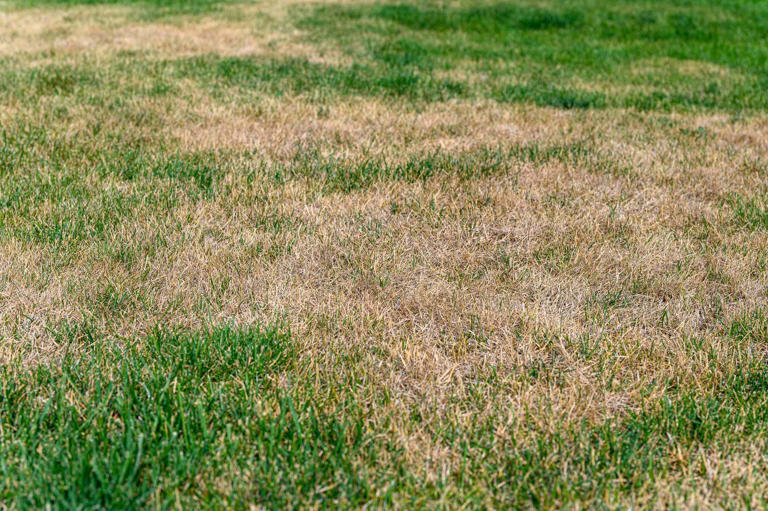 What the heck is lawn fungus? How to protect your yard the right way ...