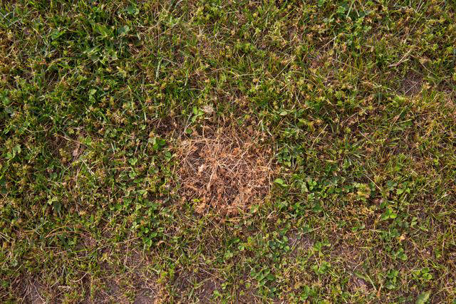 If You See Any of These 8 Signs in Your Lawn, Your Grass Needs Help Fast